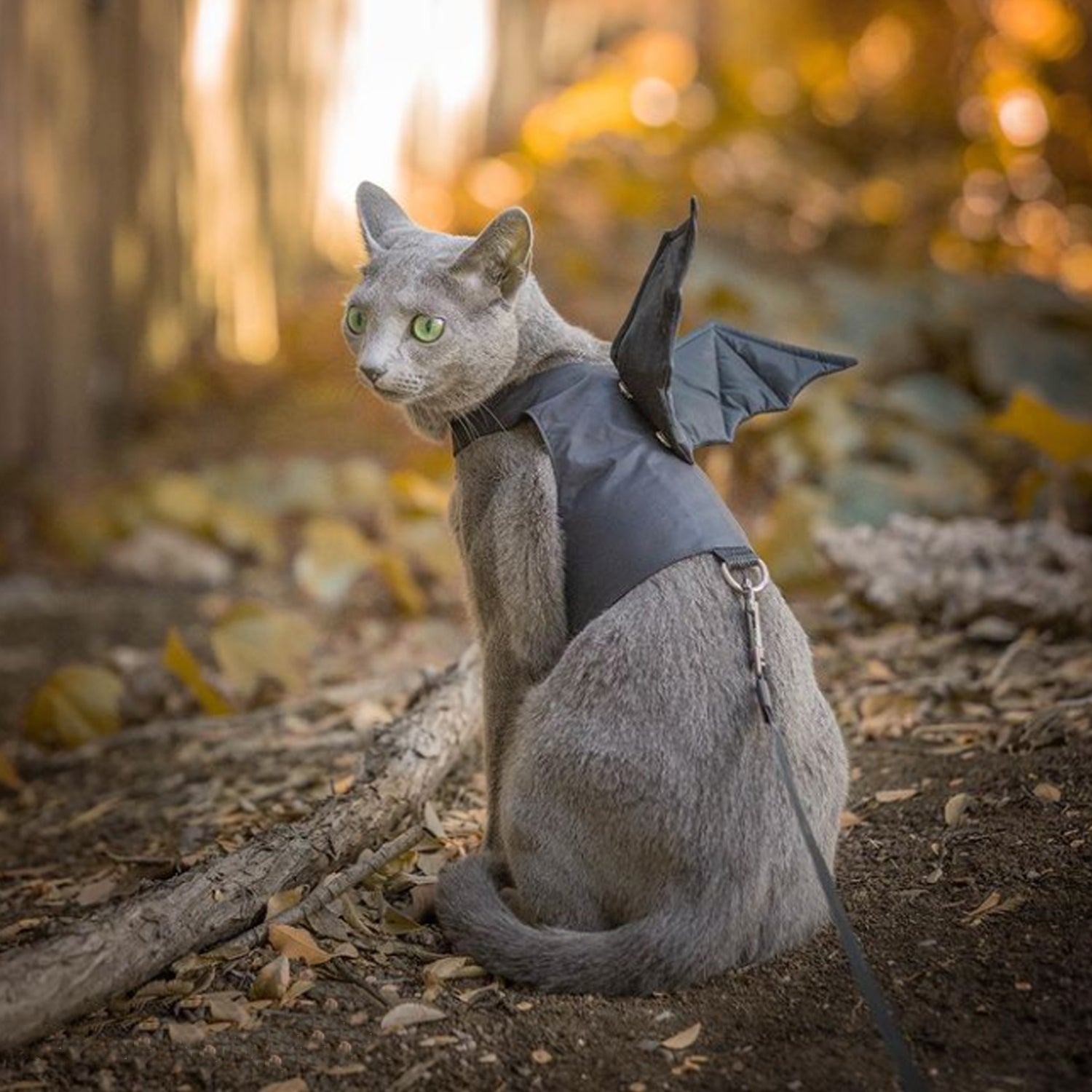 Best sellers – ALLCATSGOOD