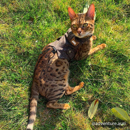 Escape proof tweed cat harness "Dark Kazuki". Personalization is avail ...