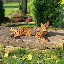 Escape proof tweed cat harness "Dark Kazuki". Personalization is avail ...